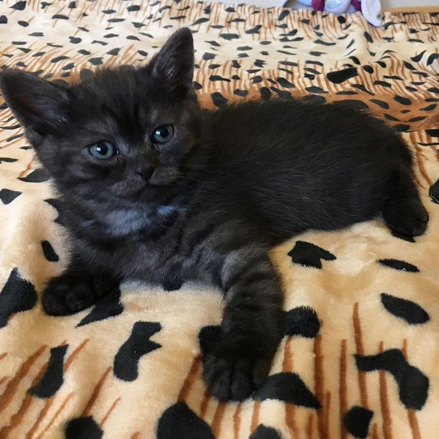 Котёнок от частного владельца