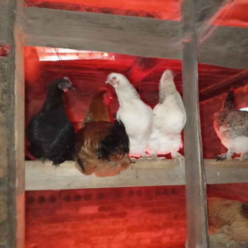 Продам курей