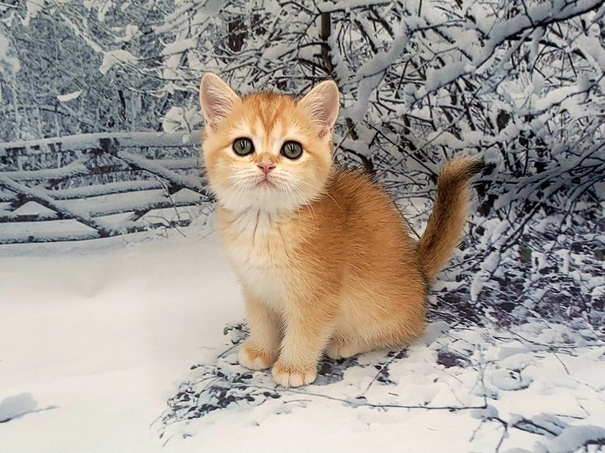 Британские котята, золотая шиншилла