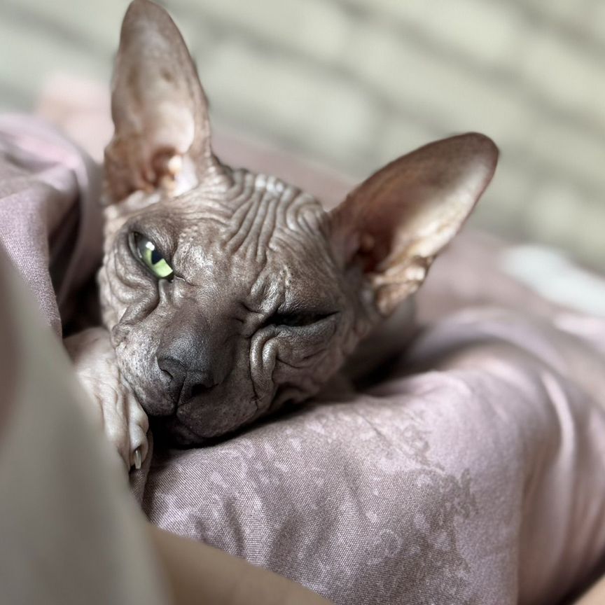 Канадский сфинкс, взрослый кот