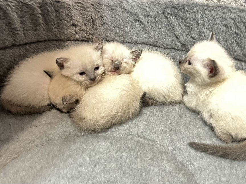 Тайские котята