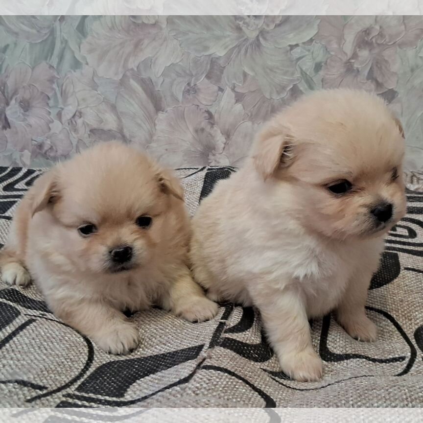 Шпиц с чихуа