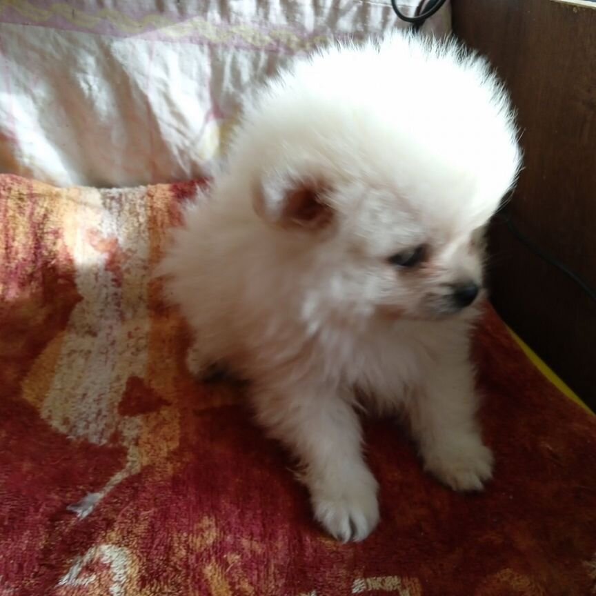 Шпиц немецкий карликовый