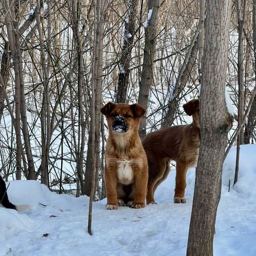 Славные малыши нуждаются в хозяевах