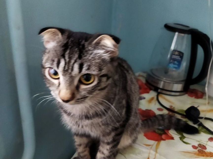 Котятки 4-4,5мес. у волонтёра на 50летВЛКСМ