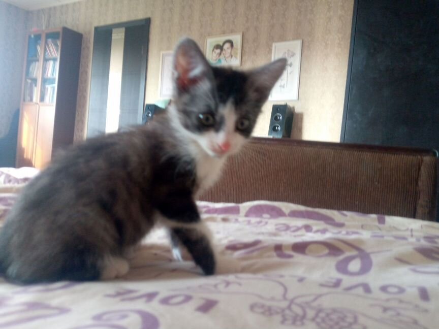 Очень милый котёнок,отдаем в хорошие руки