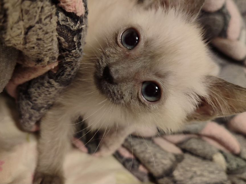 Сиамский котик