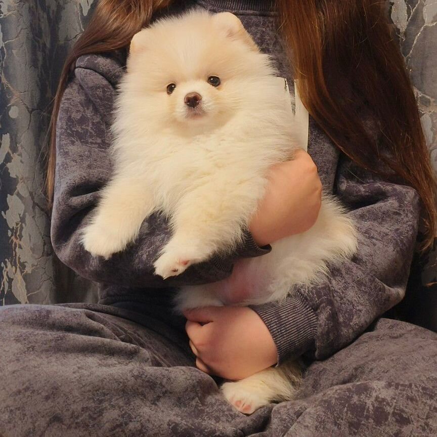 Померанский шпиц, щенок