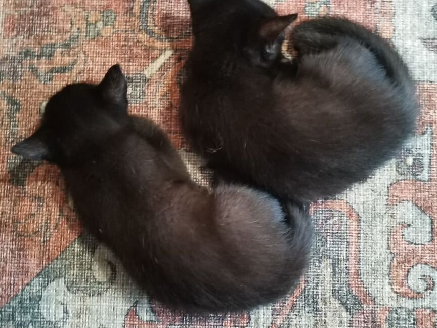 Котята метисы