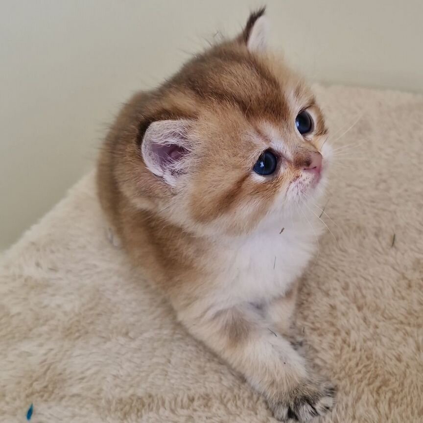 Британский короткошёрстный котёнок