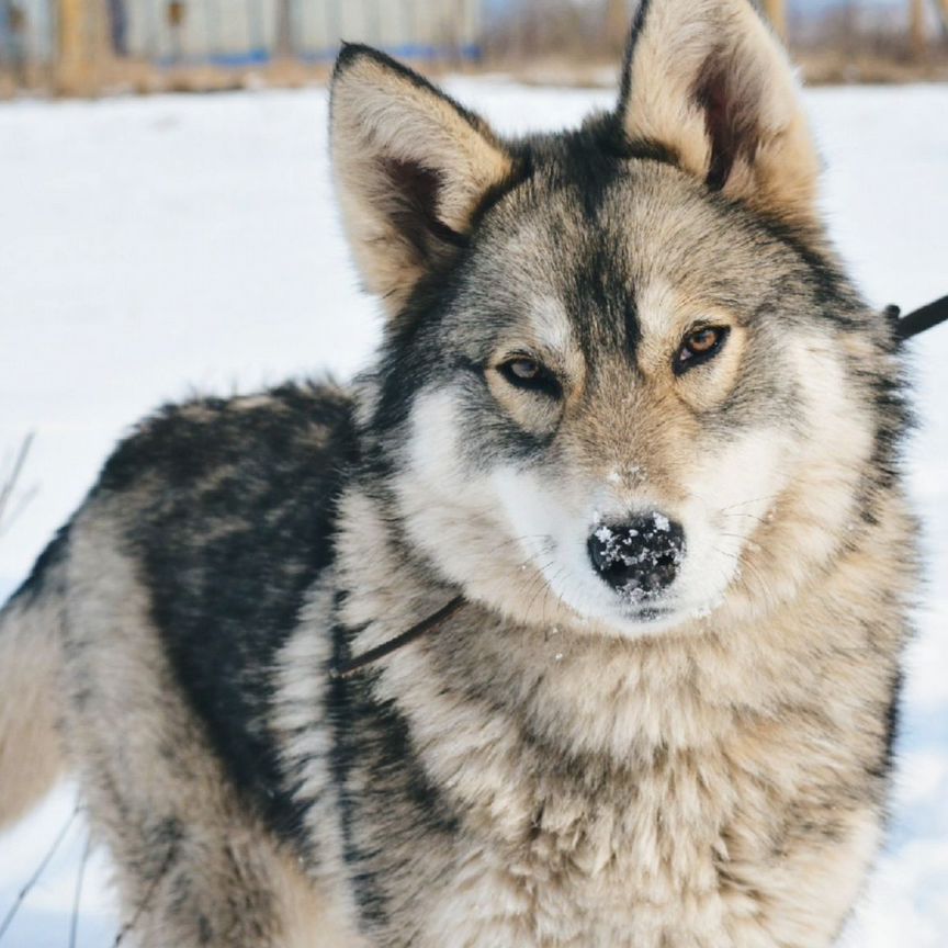 Сибирский хаски, взрослая собака