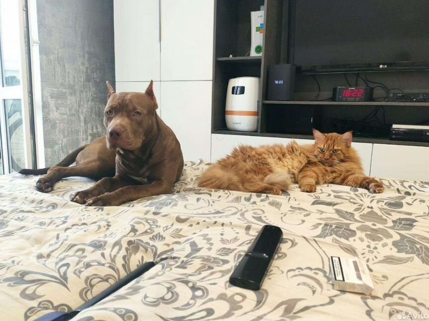 Американский питбультерьер щенки