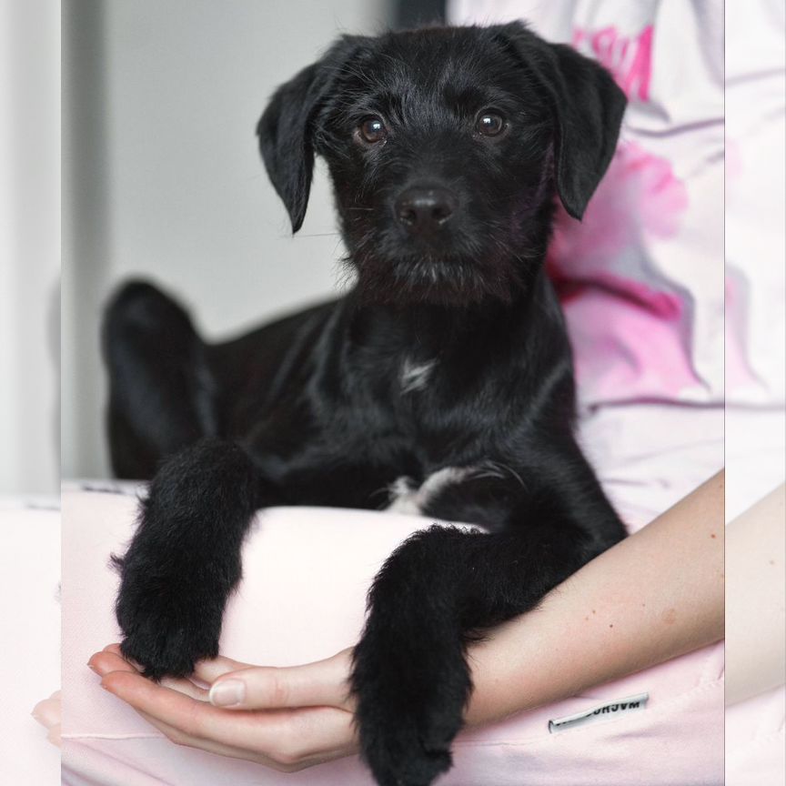 Щенок в добрые руки