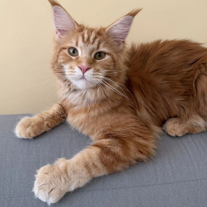 Мейн-кун котёнок