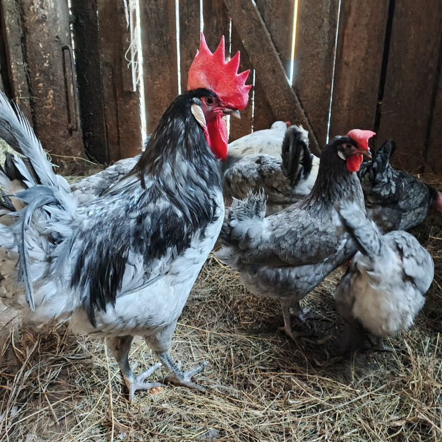 Семьи породных кур, Бресс гальская синяя, леггорн