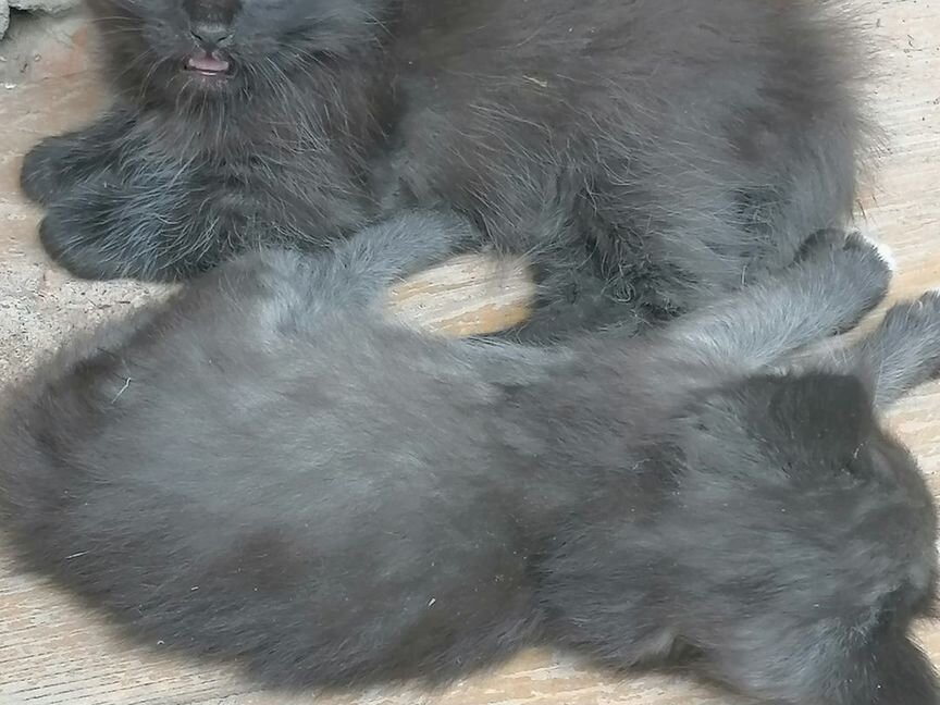 Котята в добрые руки