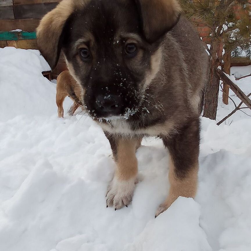 Кутенок девочка