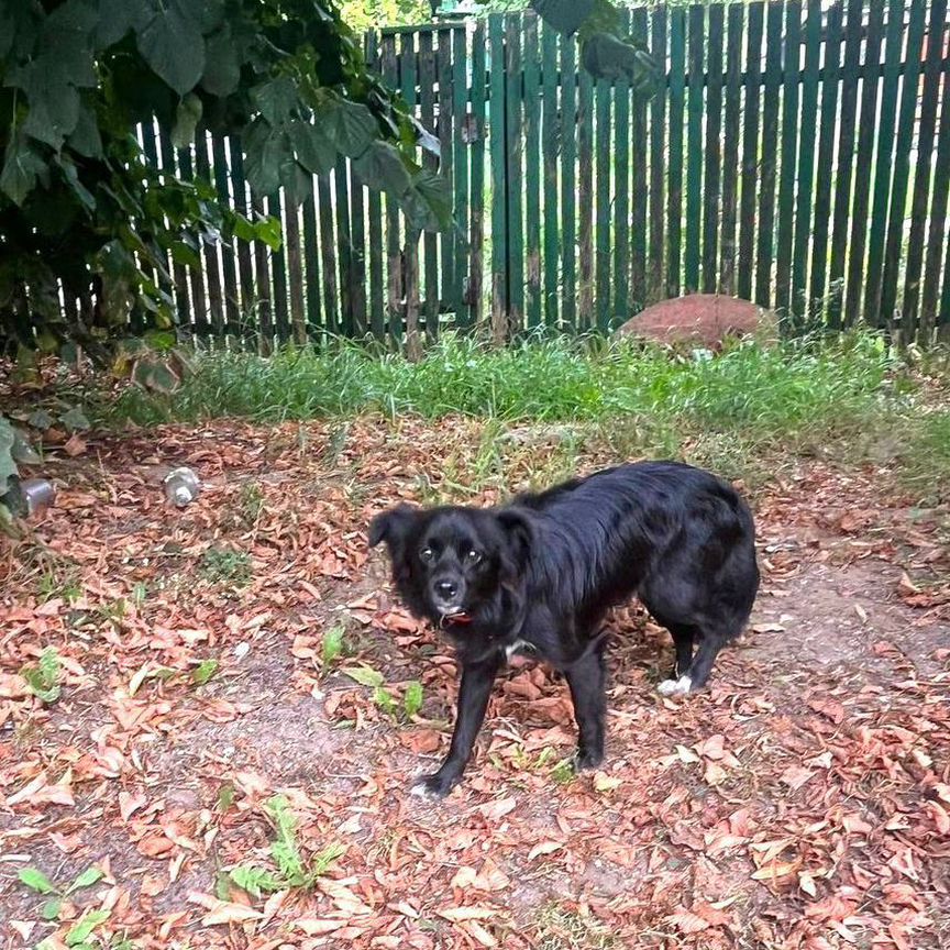 Чёрная собака небольшая Арчи