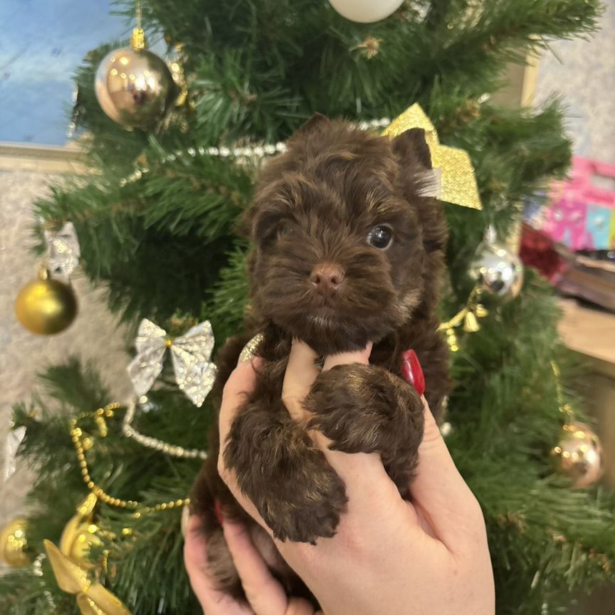 Йоркширский терьер красавчики