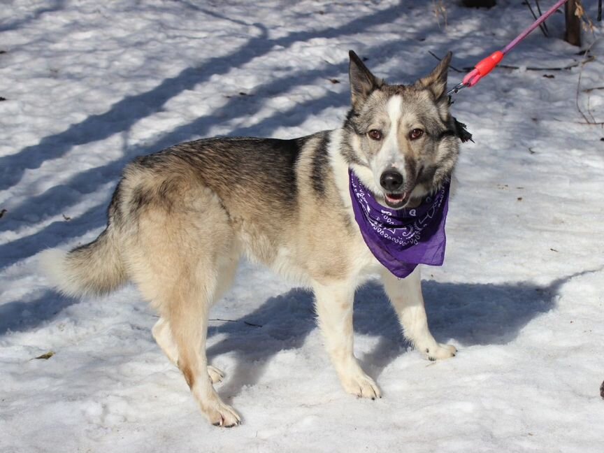 Молчаливый крик о помощи