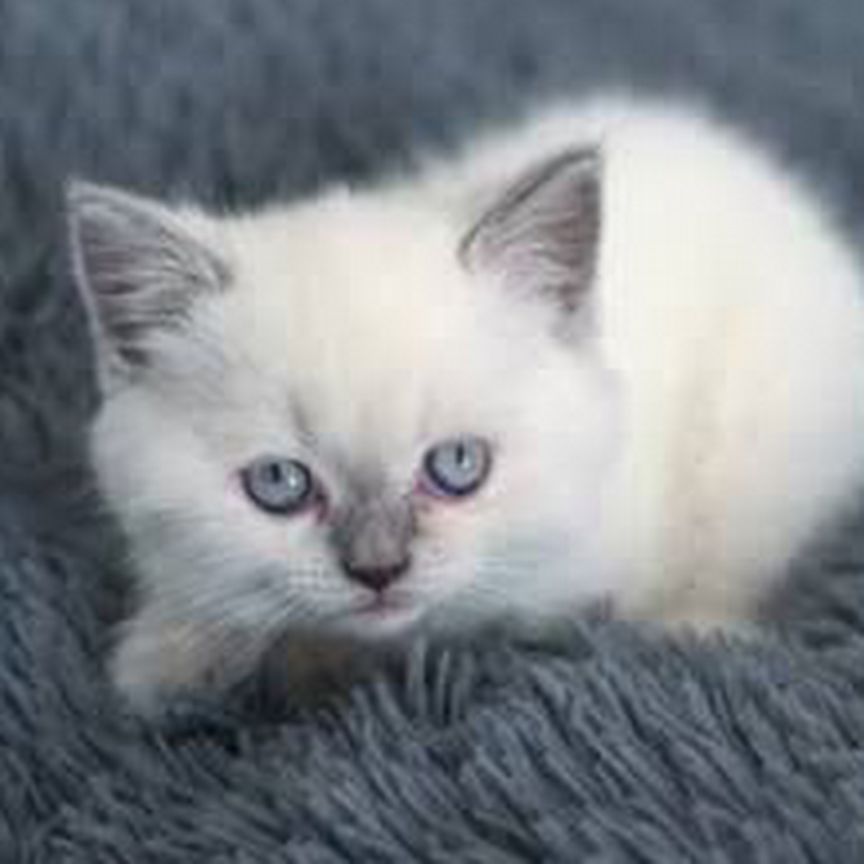Котята 1 месяц
