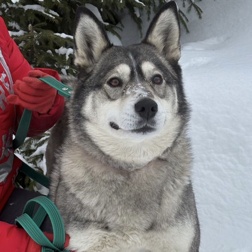 Лайка, взрослая собака