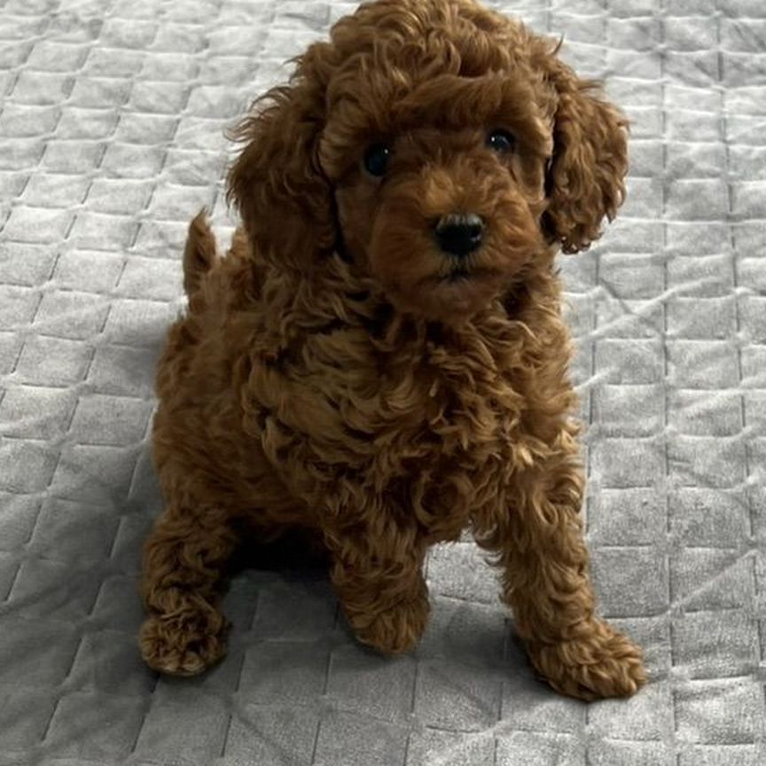 Той-пудель, щенок