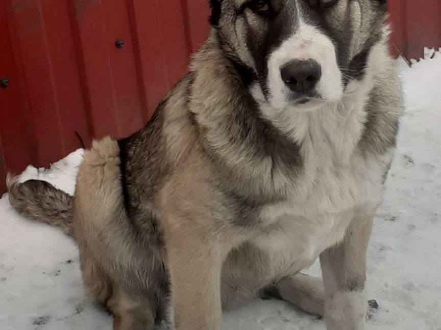 Классная девчюля