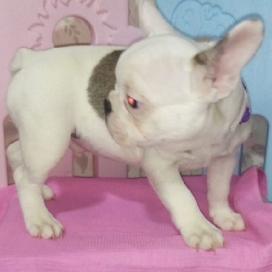 Парень французский бульдог