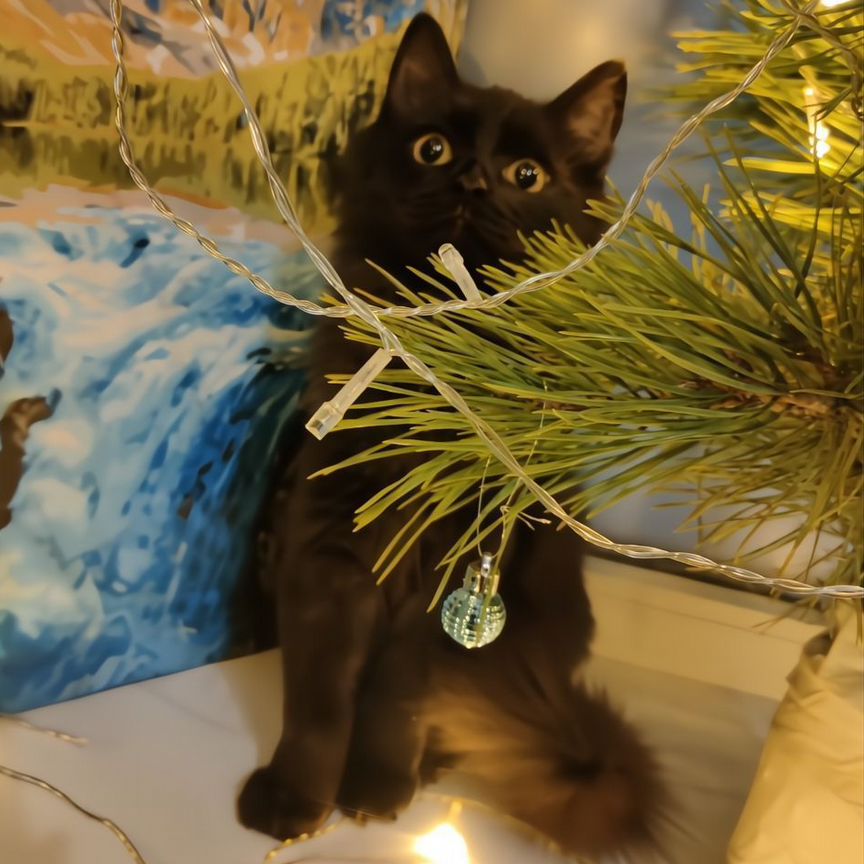 Мейн-кун, взрослый кот