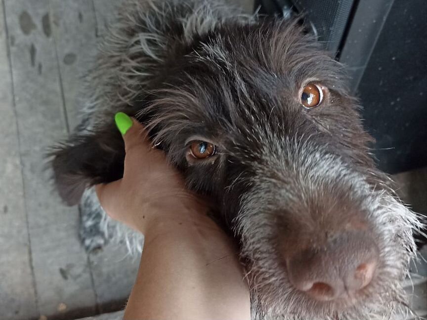 Щенки дратхаара