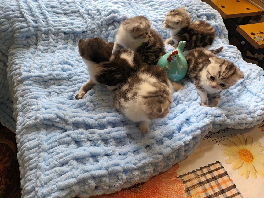 Шотландские котята