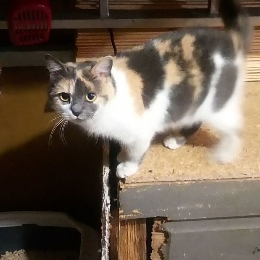 Кошечка трёхцветочка