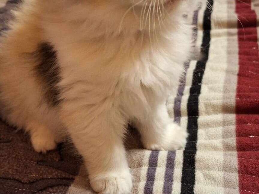 Кошка