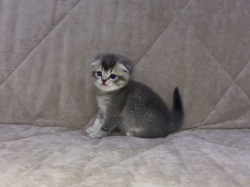 Шотландский котенок мальчик