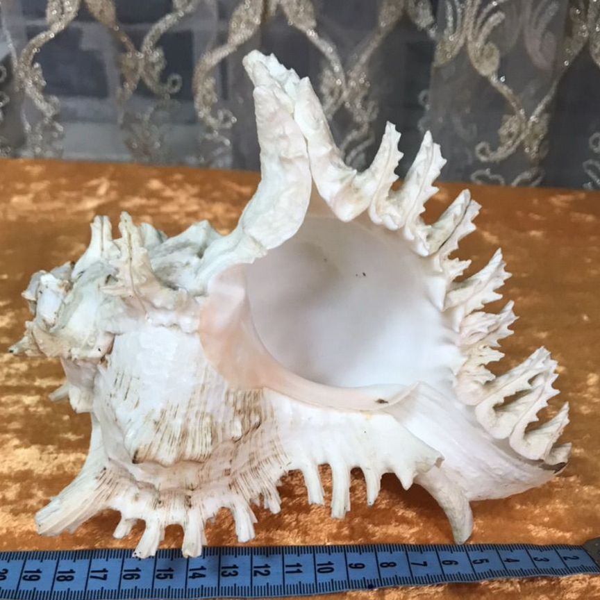 Морская ракушка Мурекс 18 см