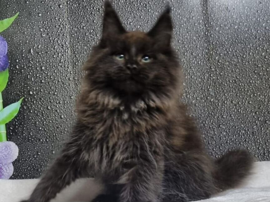 Мейн-кун полидакт