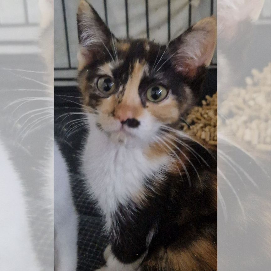 Осень и Весна из зоны сво в поисках дома