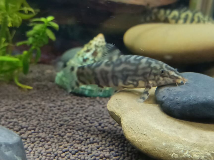 Боция мраморная