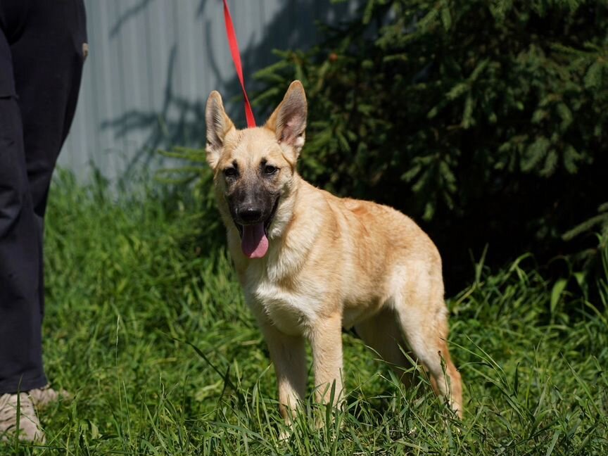 Девочка овчароид скоро выпуск с пкс