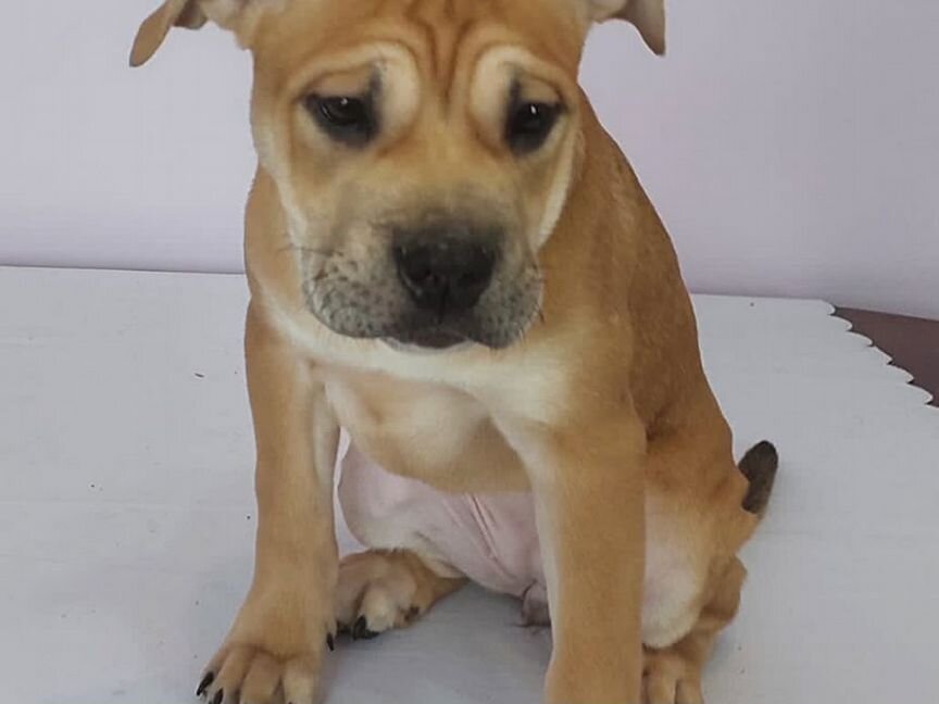 Щенки породы ка ДЕ бо (майорский мастиф )