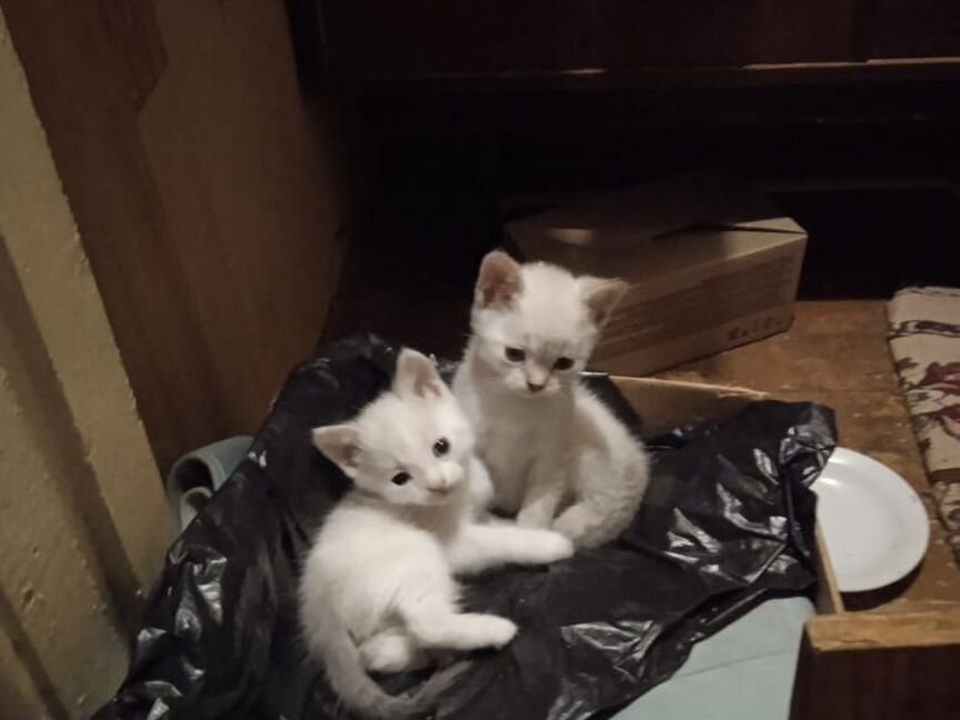 Котята метисы