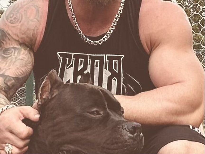 Амстафф вязка