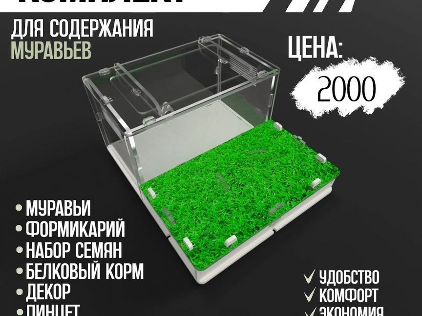 Муравьиная ферма