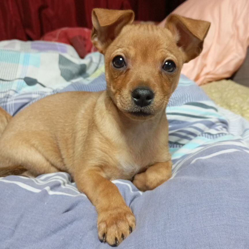 Русский той-терьер, щенок