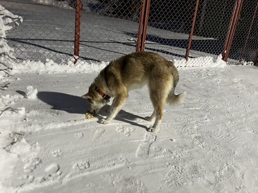 Найдена собака девочка лайка