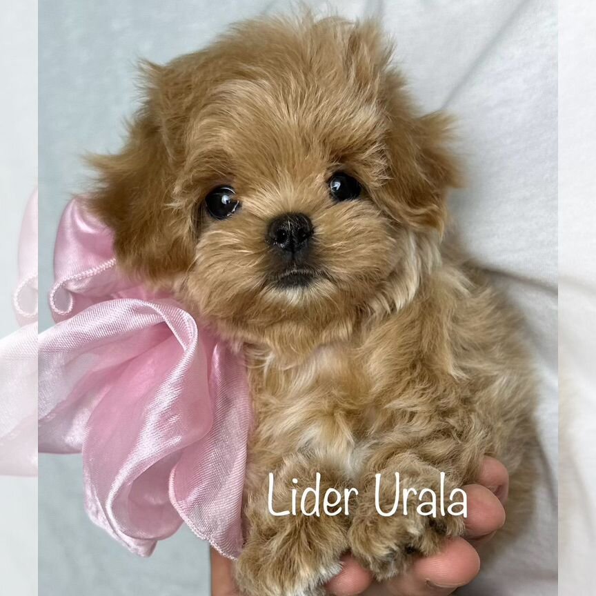 Мальтипу, щенок