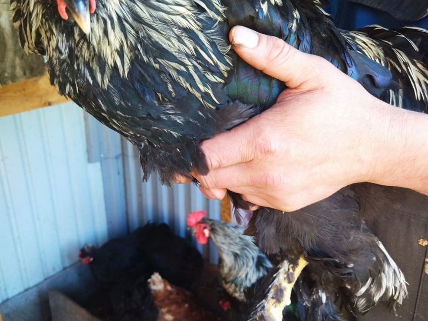 Отдам молодого махноногова петушка