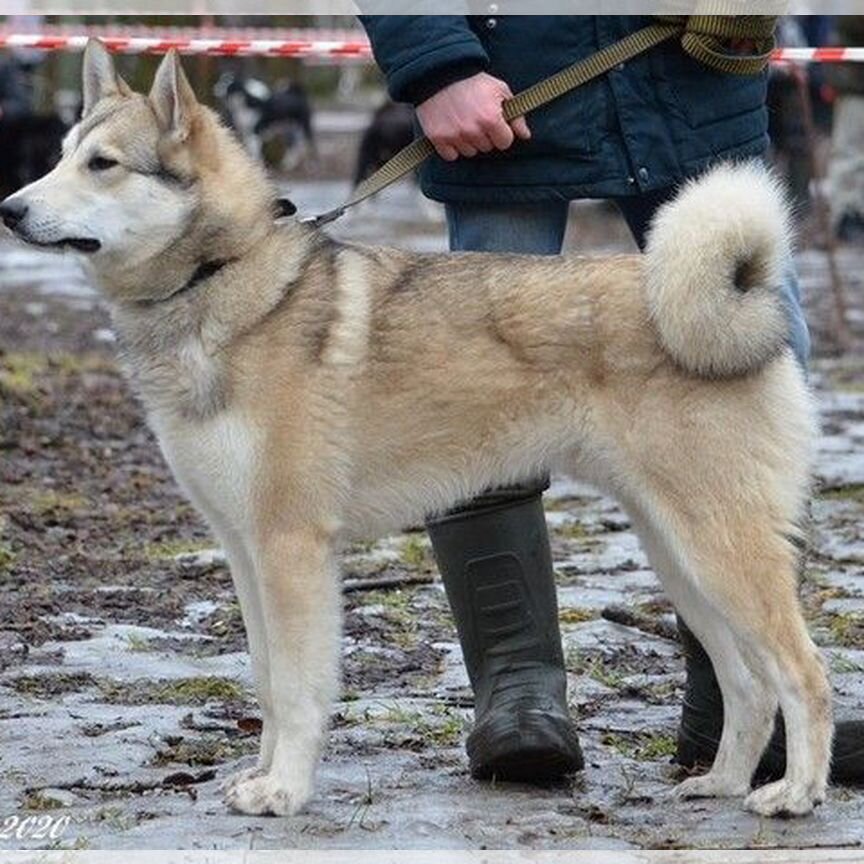 Предлагаю лаек западносибирских-возраст от 1 года