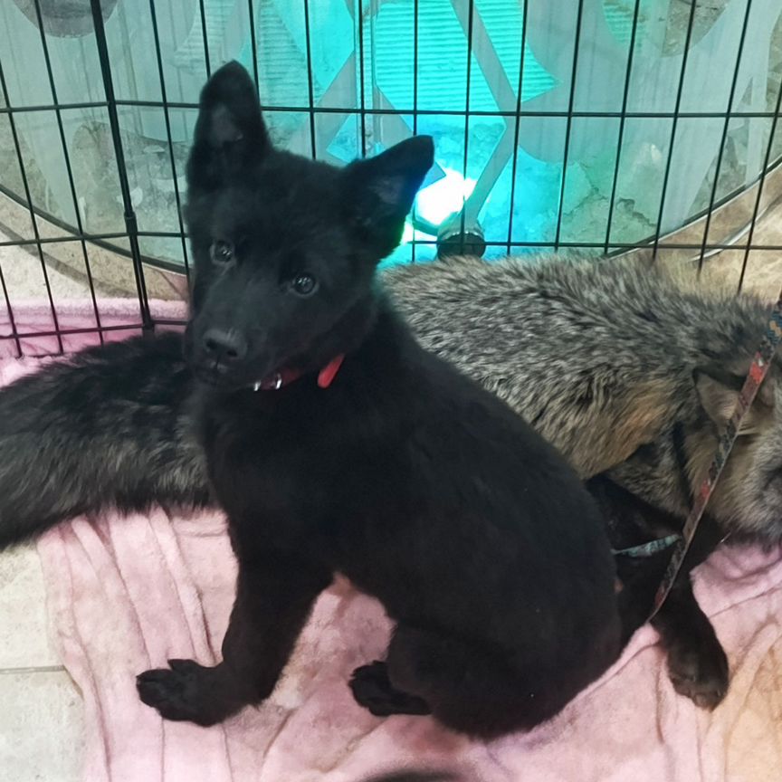 Чёрная немка